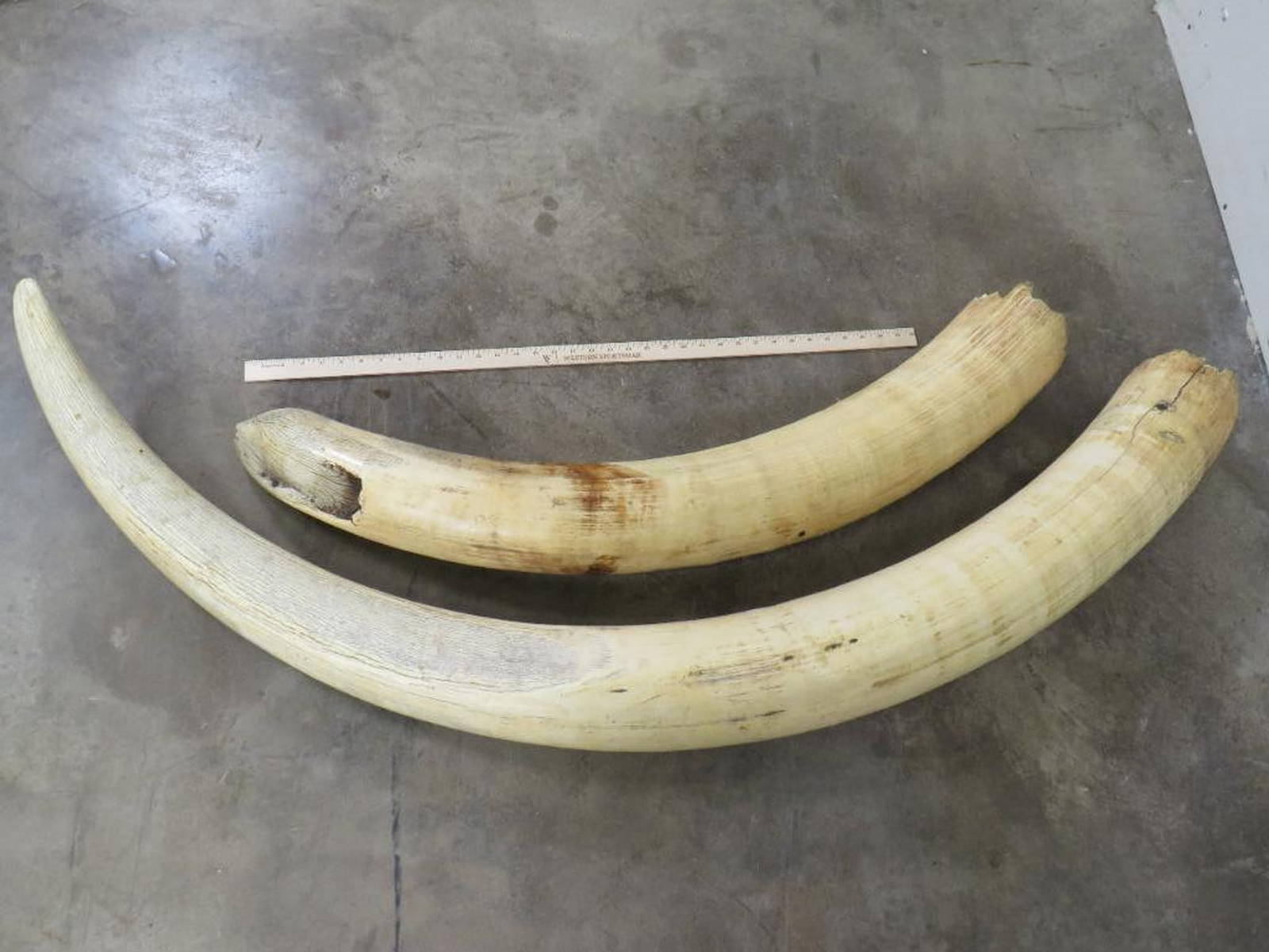 Elephant Ivory Set, No Bases W/a Total Ivory Weight Of 112.5lbs *tx Res ...