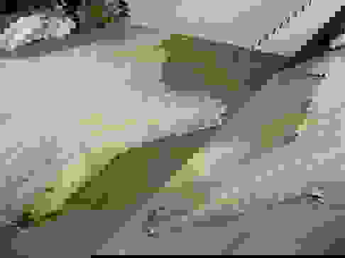 Very Nice & Big Polar Bear Rug W/mounted Head, Felted Border W/canvas ...