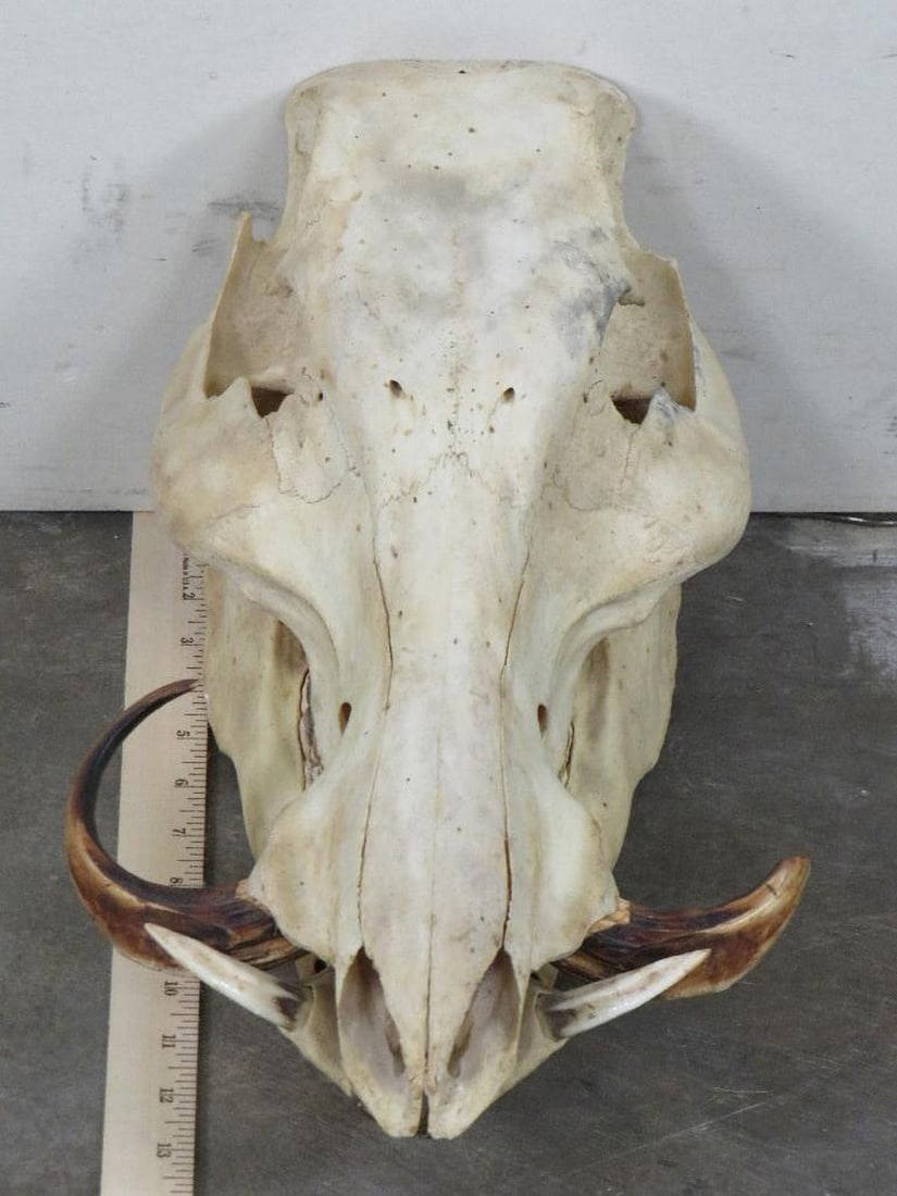 Very Rare Very Nice Xl Giant Forest Hog Skull -female Taxidermy Auction