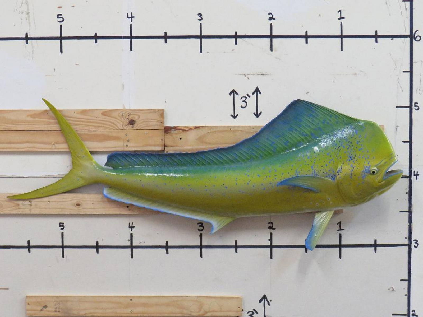 Very Nice Xl Maji Mahi Fish Mt -vg Condition Taxidermy Auction