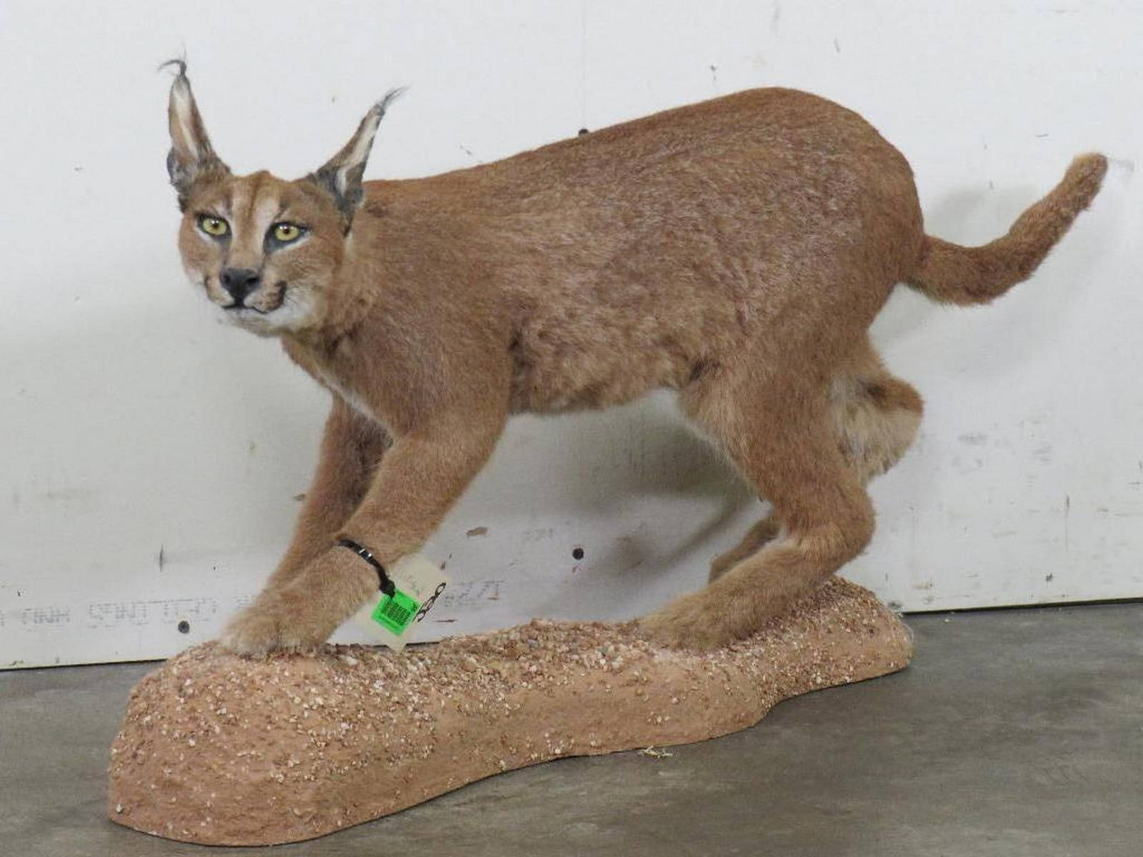 Nice Lifesize Caracal Cat On Base Taxidermy Auction