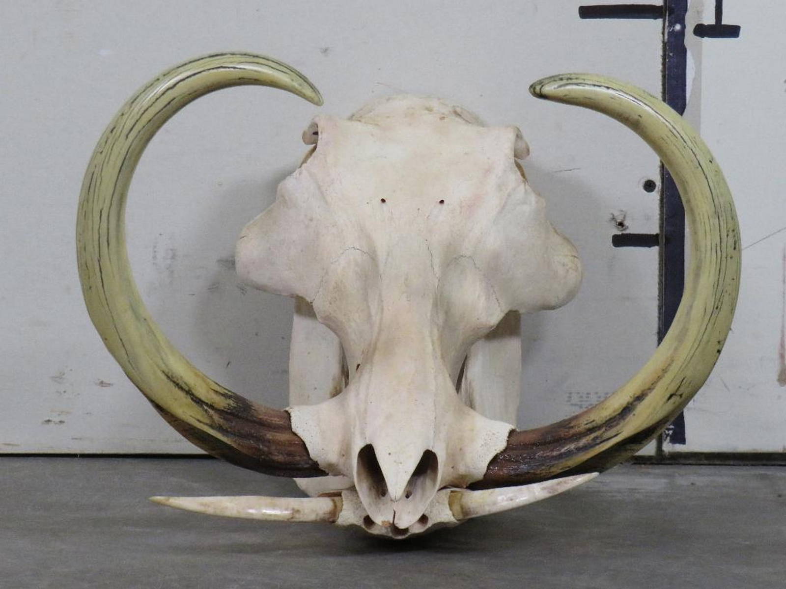 Warthog Skull W/huge Xxl Reproduction Tusks Taxidermy Auction