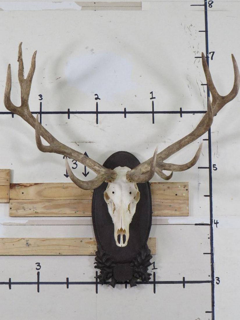 Xl Red Stag Skull On Plaque Taxidermy Auction