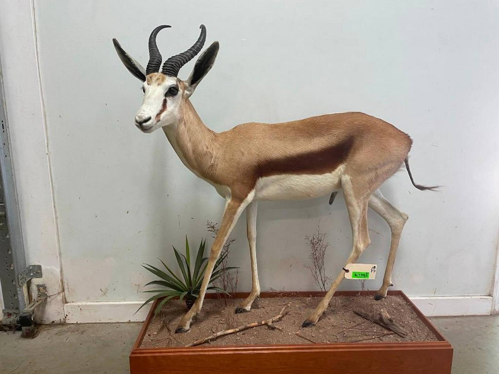 Beautiful, Lifesize African Springbok, Taxidermy Mount, On Natural Base ...