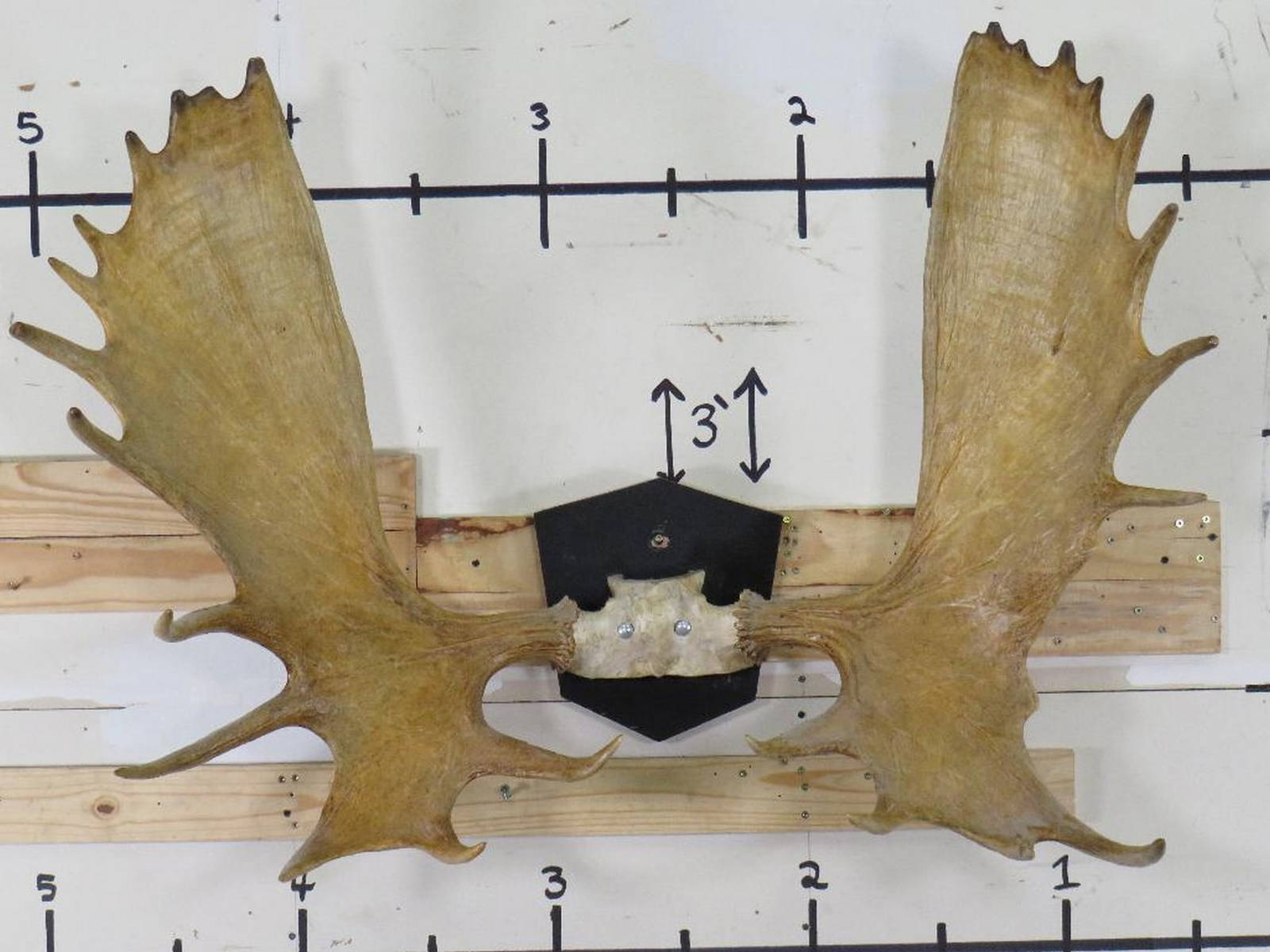 Big Moose Rack On Plaque 49 5/8"spread Taxidermy Auction