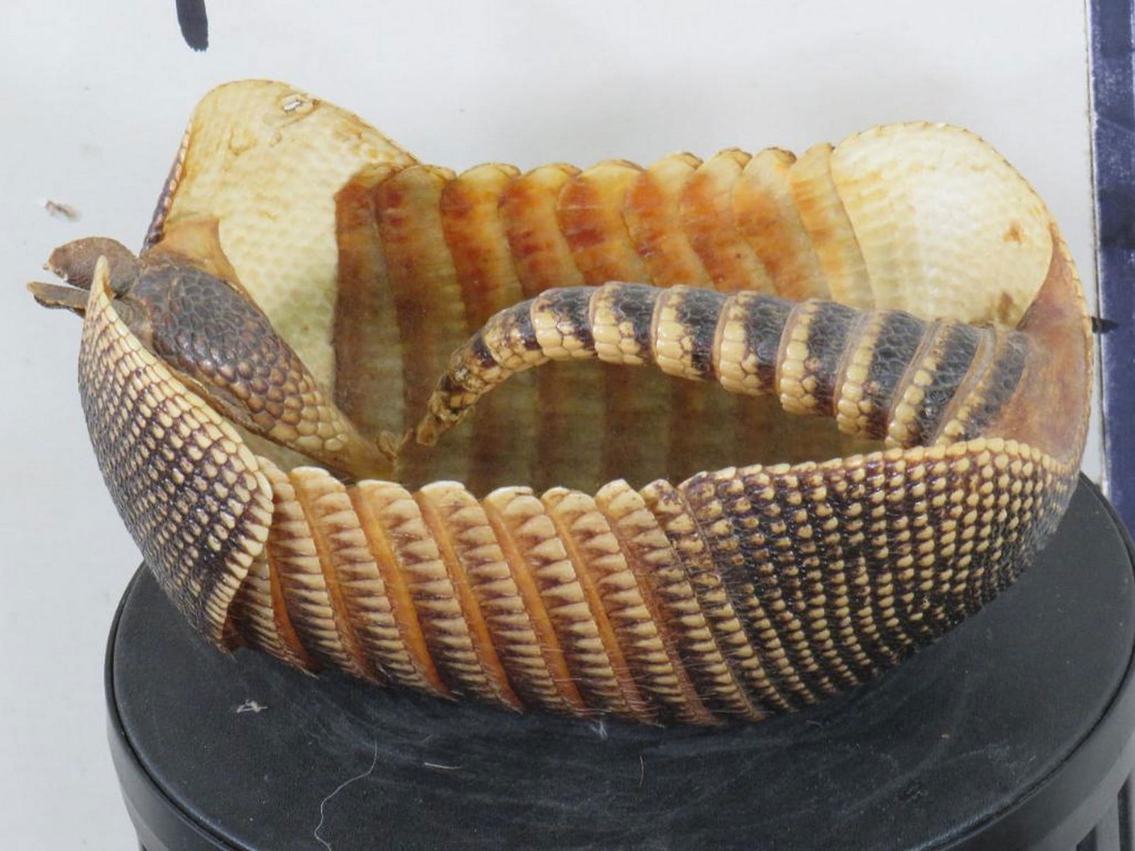 Armadillo Shell W/tail & Helmet Taxidermy Auction