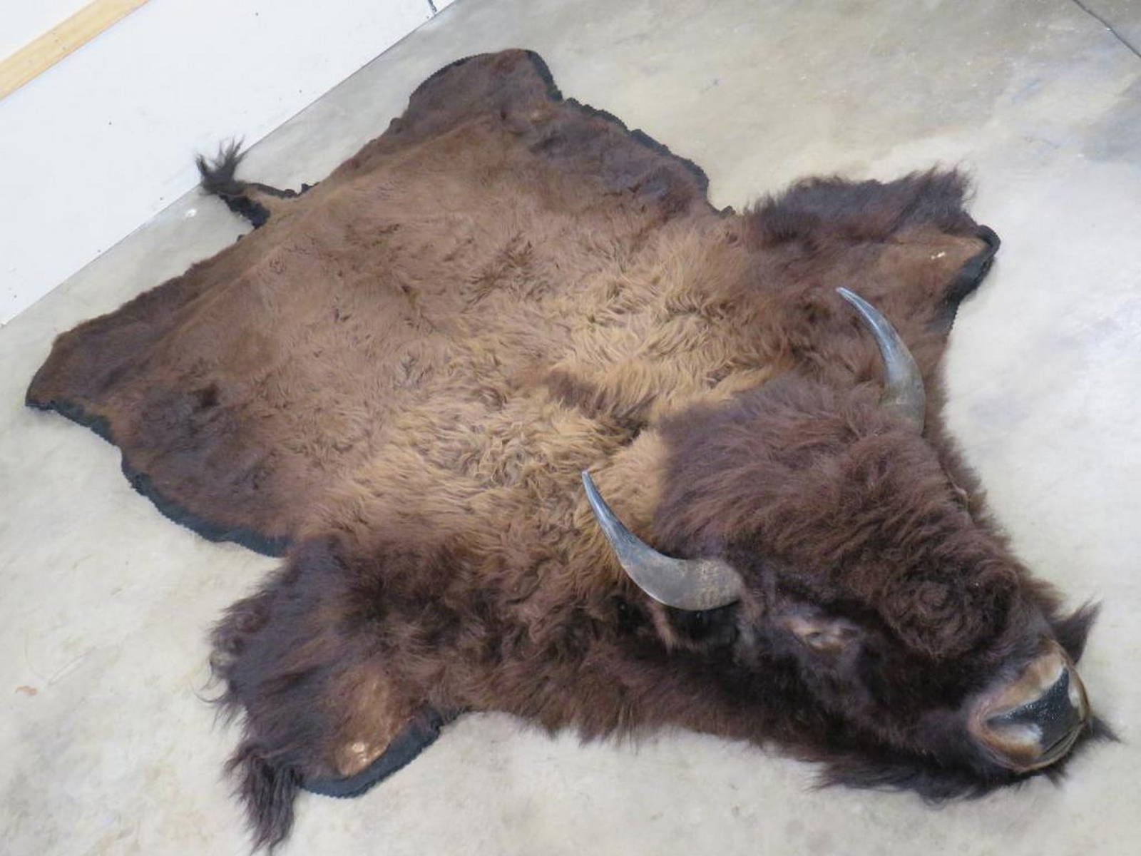 Absolutely Incredible Xxl Buffalo-bison Rug W/mounted Head Taxidermy ...