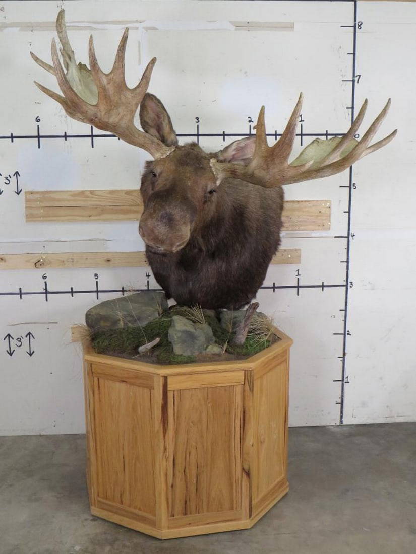 Very Nice Xxl Moose Pedestal W/62.5" Spread!! Real Antlers, High ...