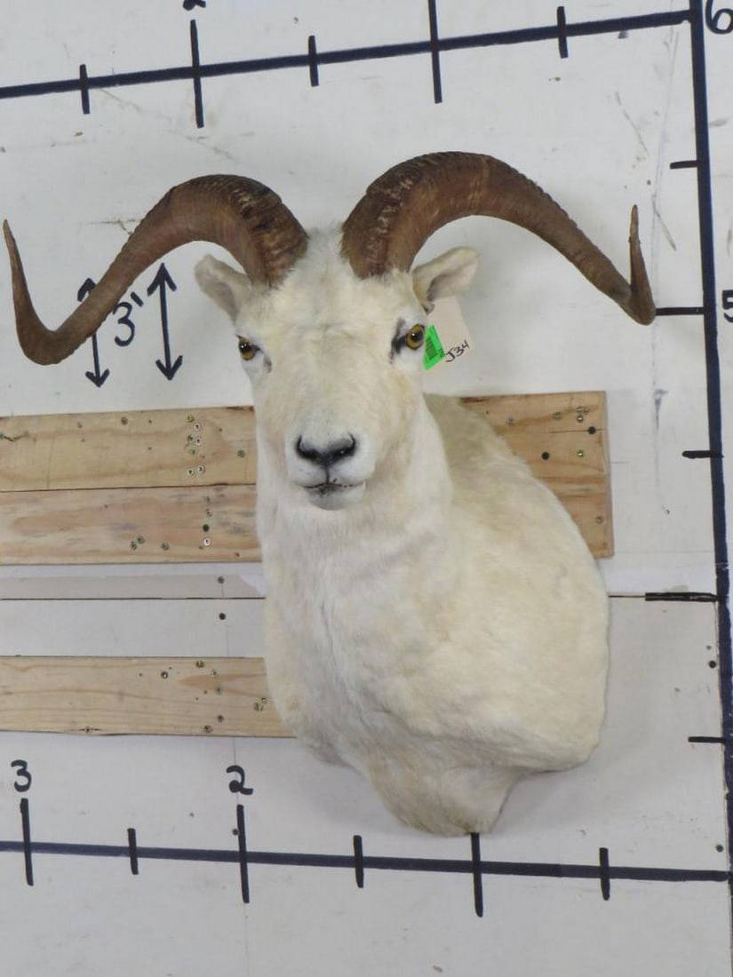 Tx Dahl Sheep Sh Mt Taxidermy Auction