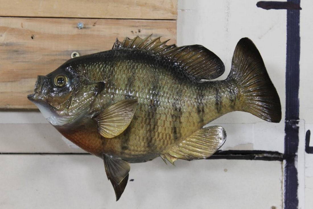 Very Nice Real Skin Perch Taxidermy Fish Auction