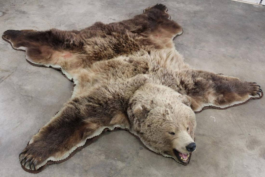 Felted Grizzly Bear Rug W/mounted Head & All Claws Taxidermy Auction