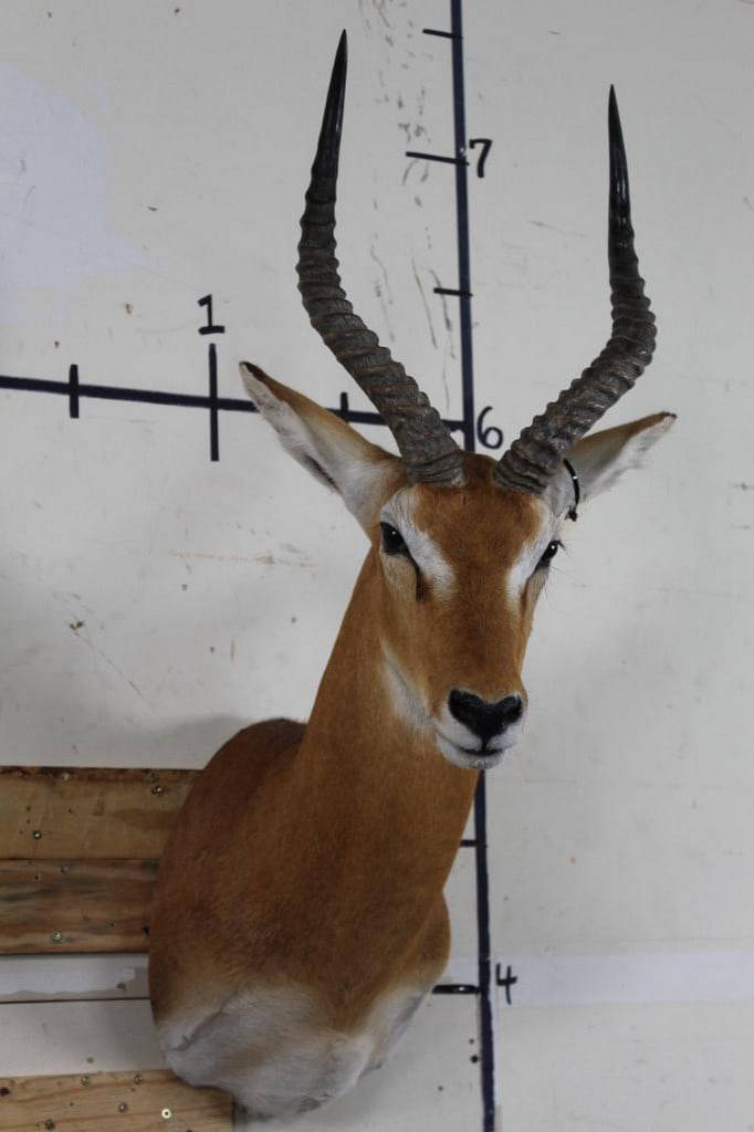 Very Nice Uganda Kob Sh Mt From The Ken Wilson Collection Taxidermy Auction