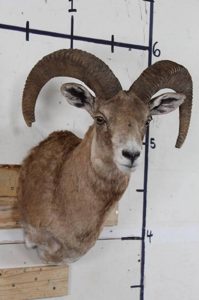 Very Nice Esfahan Mouflon Sheep Sh Mt From The Ken Wilson Collection ...
