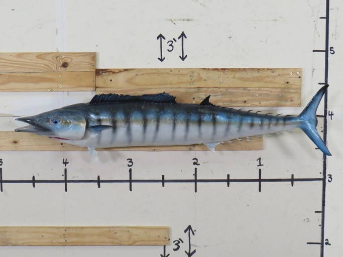 Real Skin Wahoo Fish Mt Taxidermy Fish