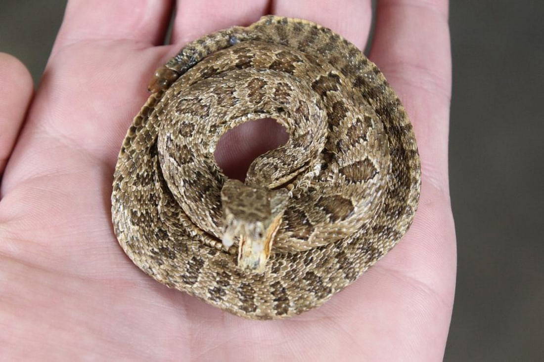 Adorable Little Coiled Rattlesnake Hatchling Brand New Taxidermy Auction