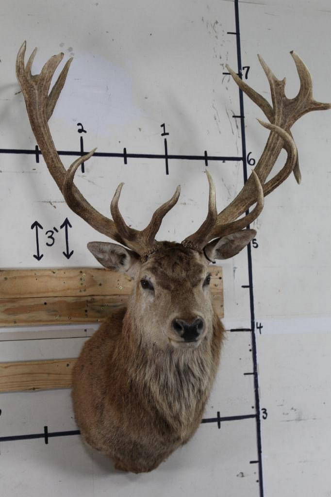 Huge Red Stag Sh Mt W/removable Antlers From The Ken Wilson Collection ...