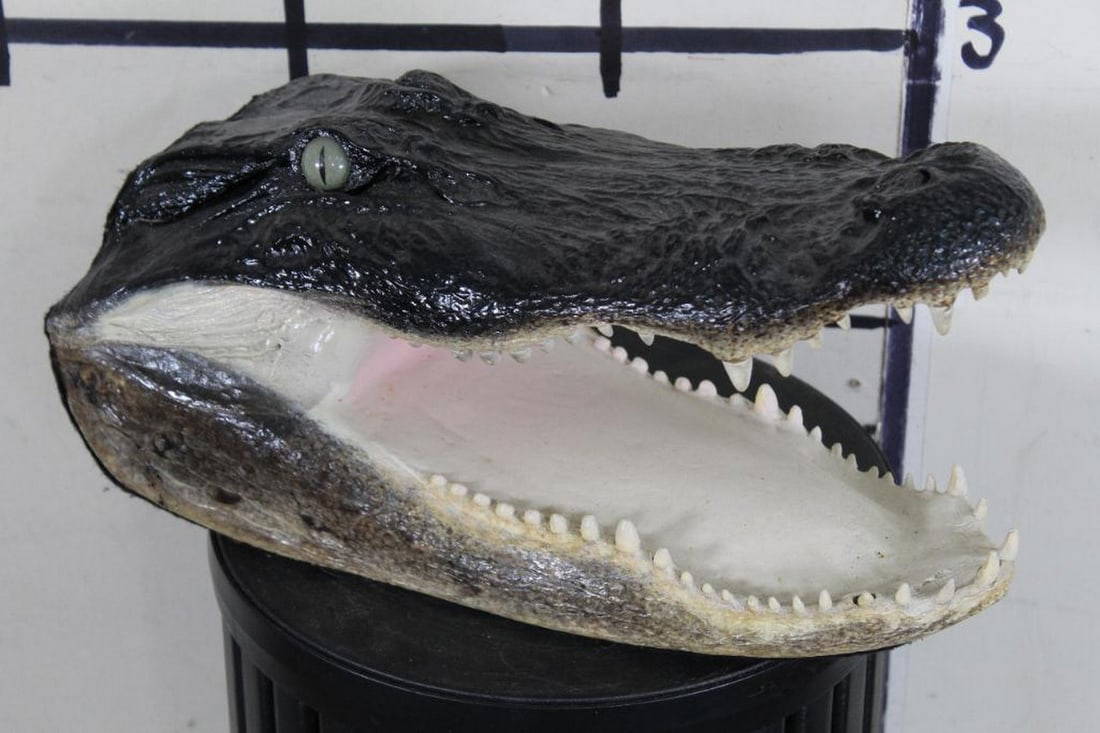 Alligator Head W/reproduction Teeth. Has Felted Bottom. From The Ken ...