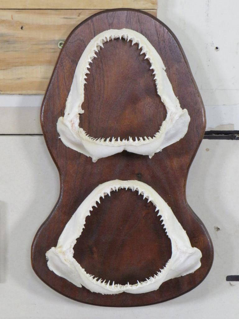 2 Black Tip Shark Jaws On Nice Plaque Taxidermy Auction