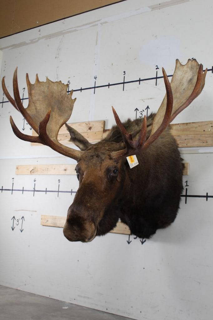 Very Nice Eastern Canada Moose Sh Mt From The Ken Wilson Collection ...