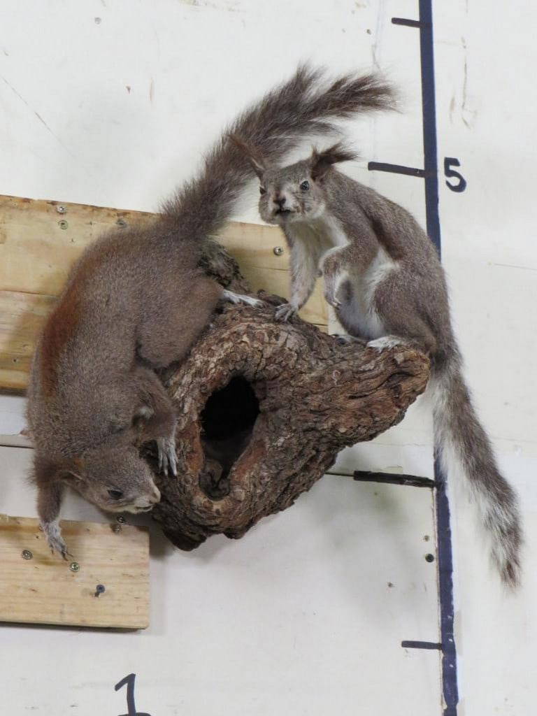 2 Lifesize Albert's Squirrels On Tree Trunk Wall Hanger Taxidermy Auction