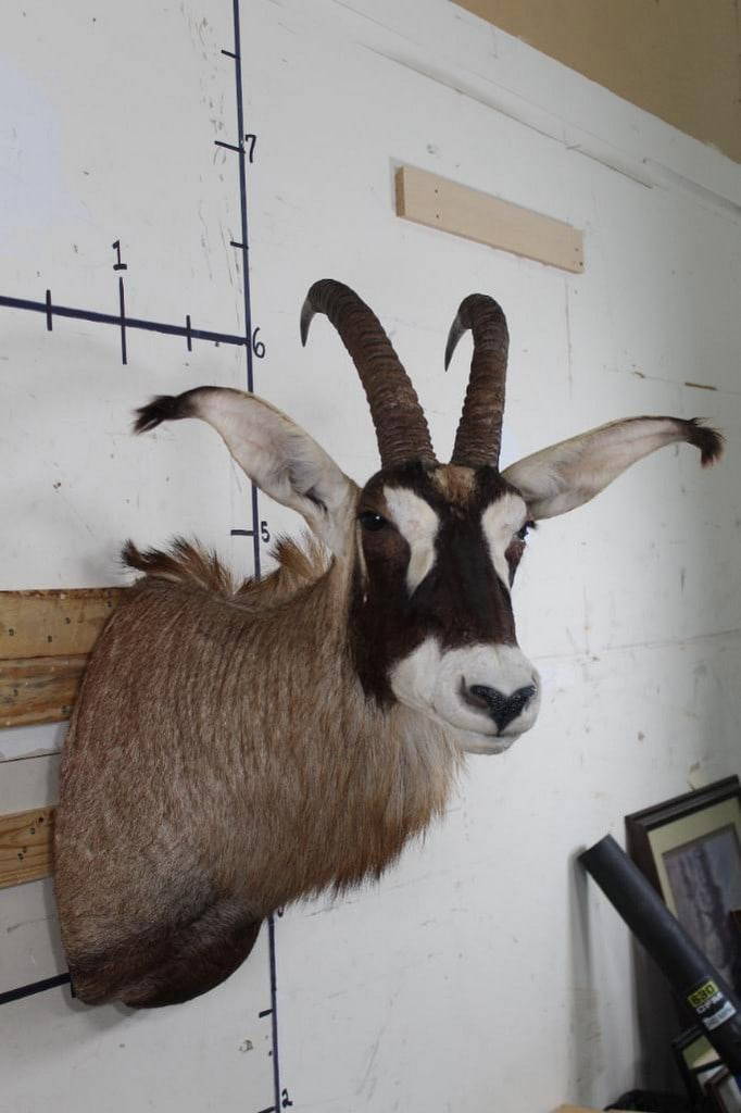Very Nice Southern Roan Sh Mt From The Ken Wilson Collection Taxidermy ...