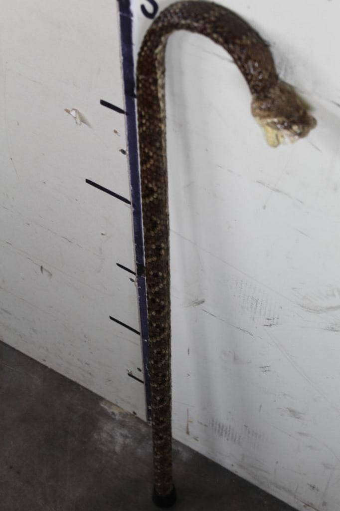 Very Nice Brand New Western Diamondback Rattlesnake Wrapped Cabe W/big ...