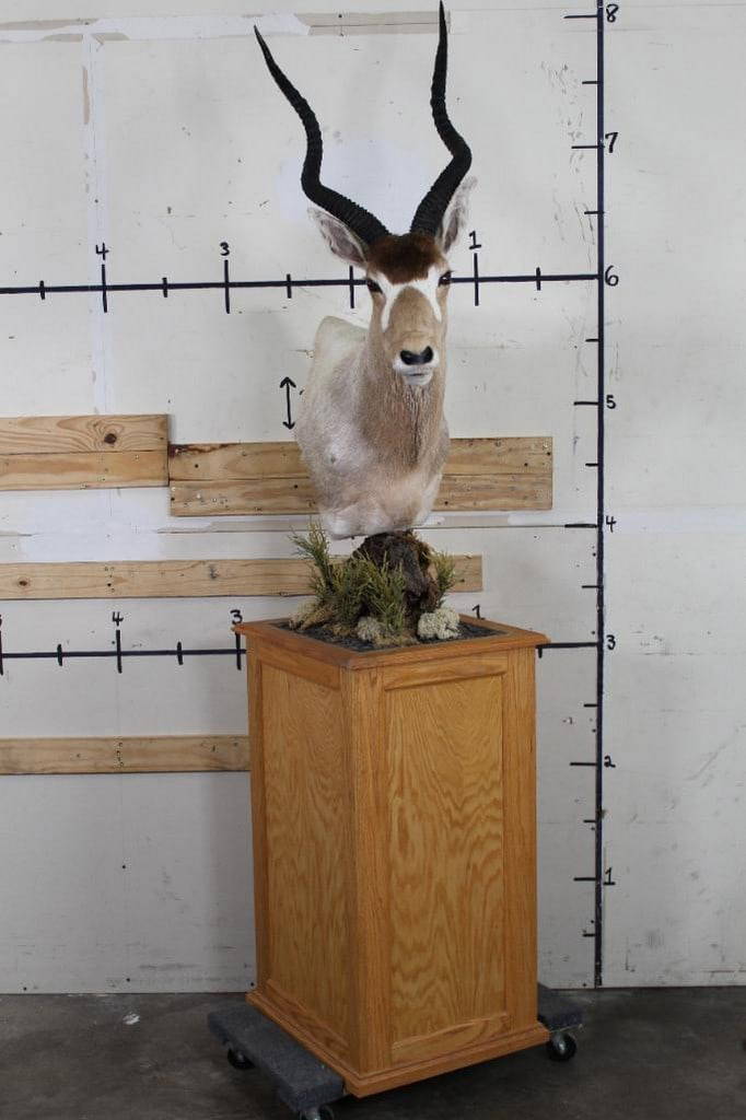 Very Nice Addax Pedestal *tx Res Only* Taxidermy Auction