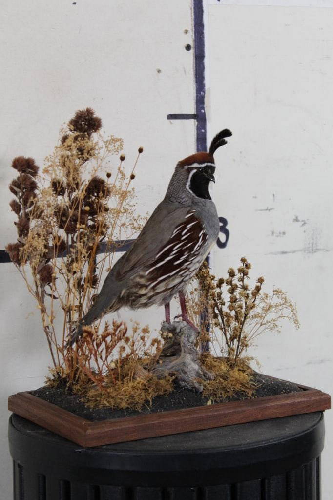 Very Nice/newer Lifesize Quail Bird On Base Taxidermy Birds Auction