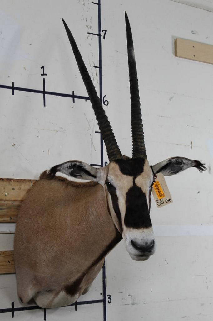 Very Nice Fringe Eared Oryx From The Ken Wilson Collection *tx Res Only ...