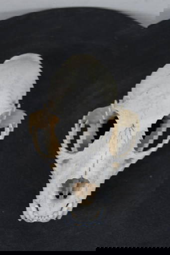 Nice Caracal Cat Skull W/all Teeth & No Glue Taxidermy