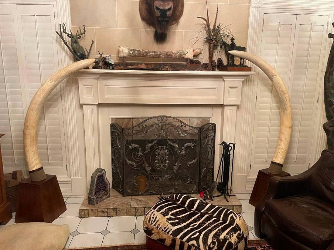 Really Impressive Set Of Elephant Ivory Tusks On Bases 120lbs Total ...