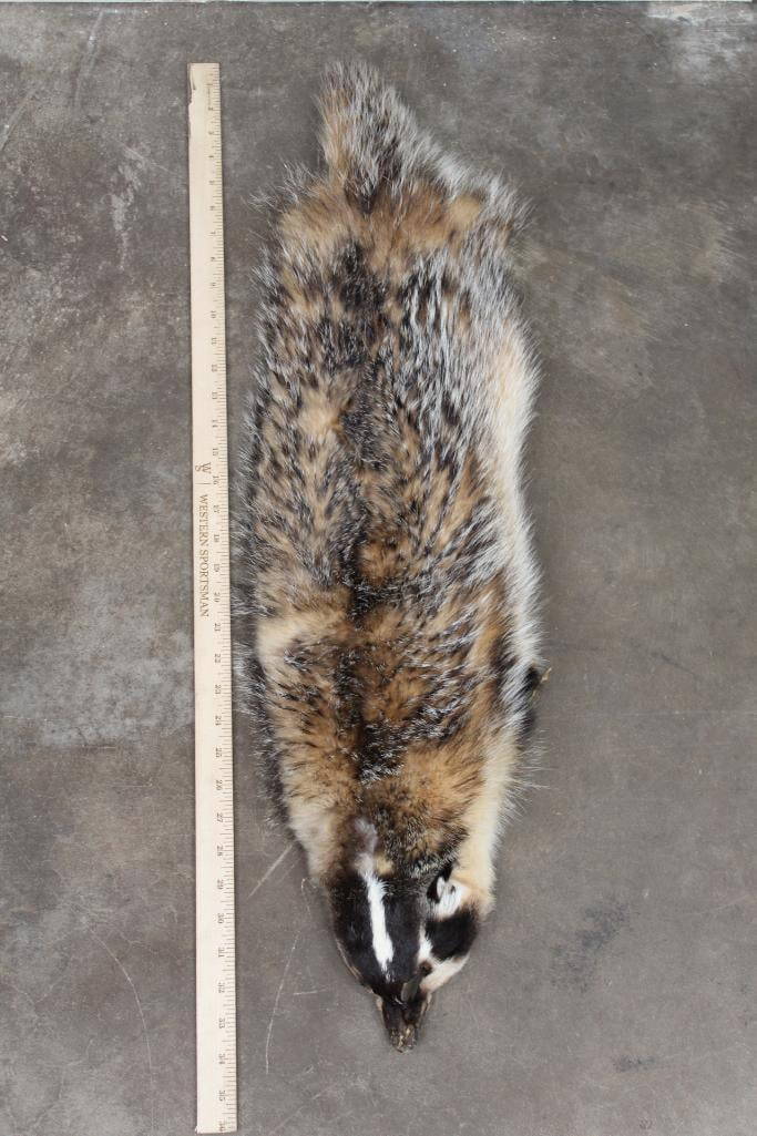 Nice And Very Soft North American Badger Hide Or Pelt Auction