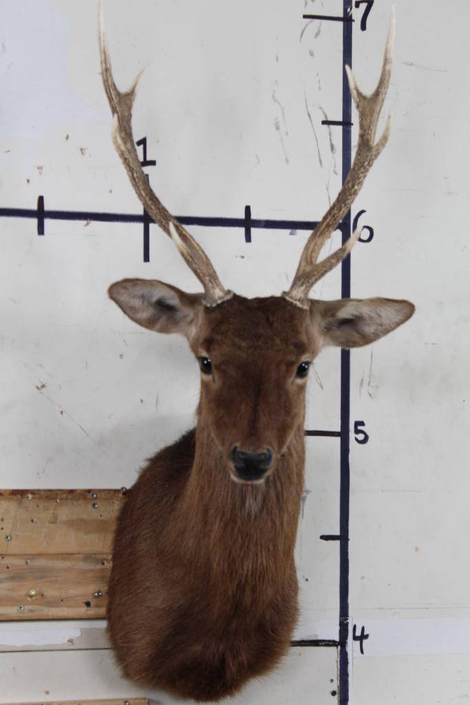 Nice Sika Deer Shoulder Mount. Mounted In 1991 Auction
