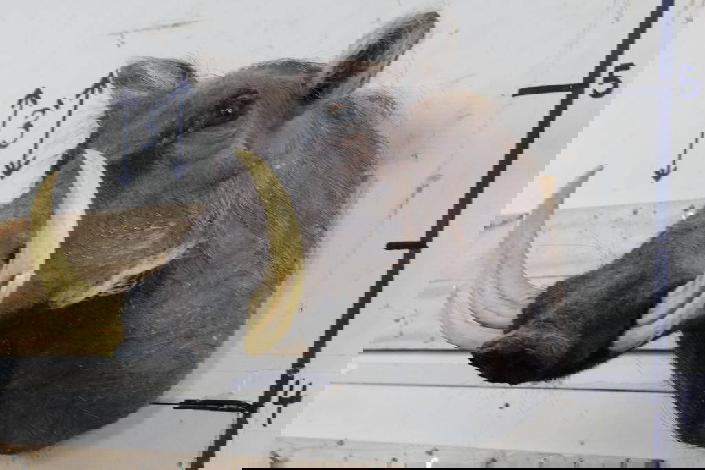 Warthog Shoulder Mount With Reproduction Tusks Auction