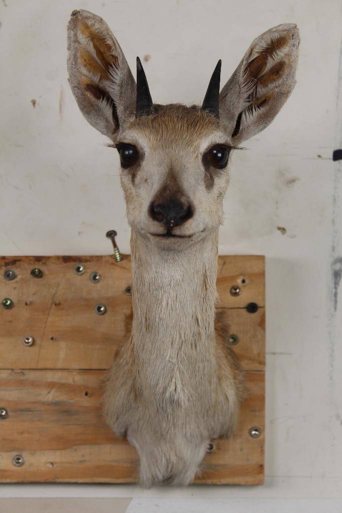 Rarely Seen Sharpe's Grysbok Shoulder Mount Auction