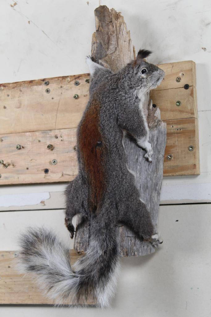 Old Derpy Albert's Squirrel Climbing On A Branch With Wall Hanger Auction