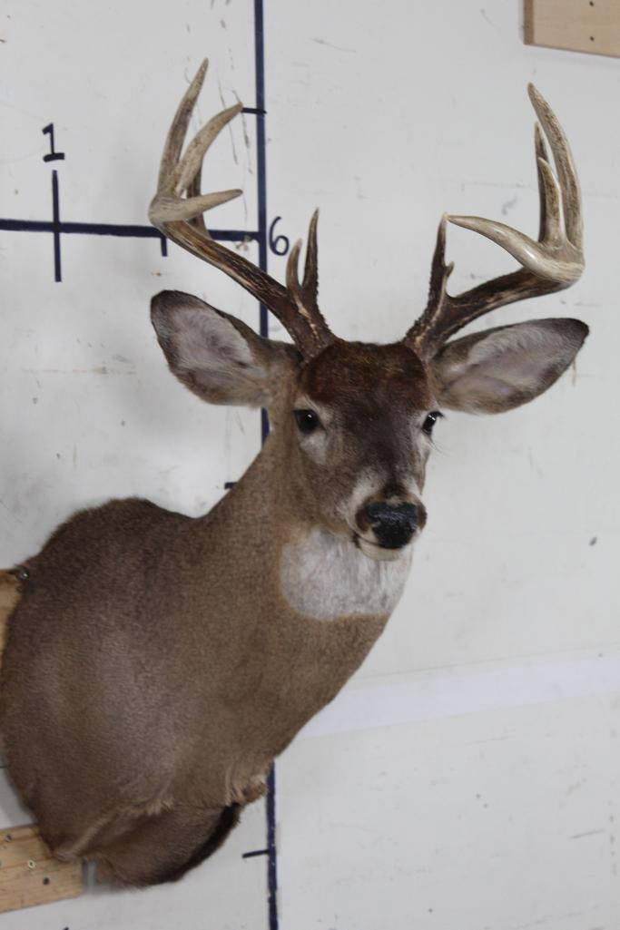 Nice 12-point Whitetail Deer Shoulder Mount With A 17.5" Spread Auction