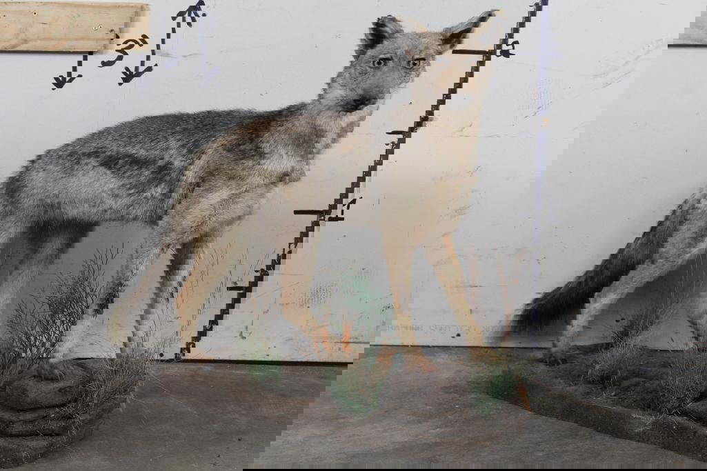 Life-size Side-striped Jackal On Base Auction