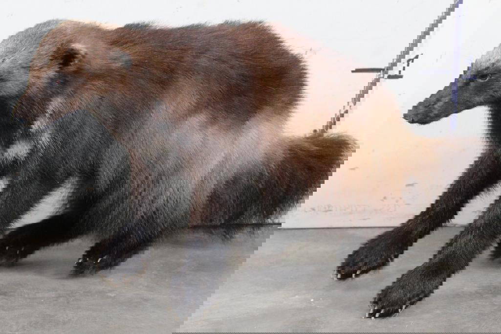 Life-sized Wolverine In Good Condition Auction