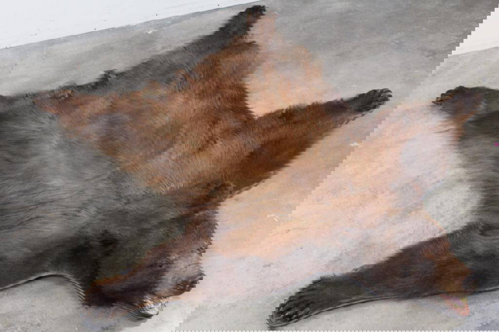 Nice Big Cinnamon Phase Black Bear Rug W/mounted Head And All Big Claws ...