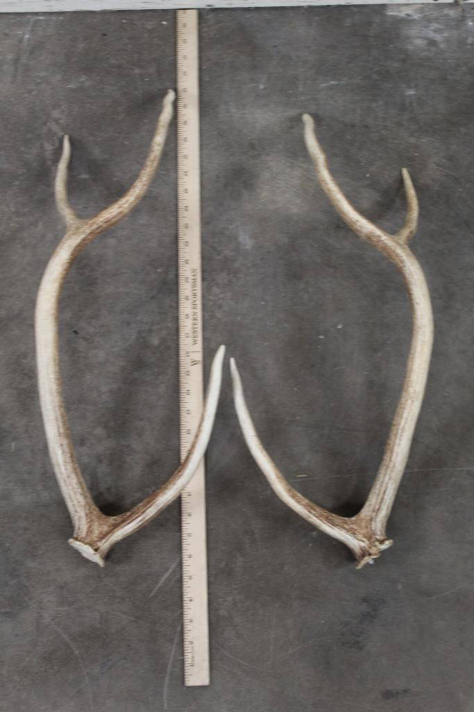 Nice Set Of Axis Deer Antler Sheds With 6-points. Auction