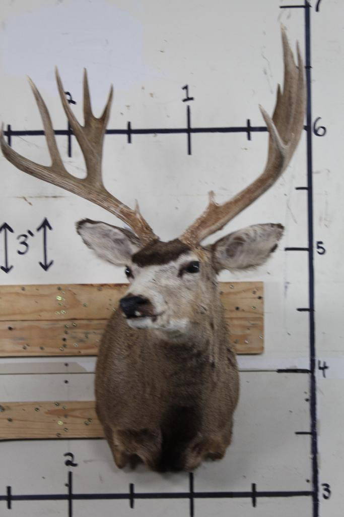14-point Mule Deer Shoulder Mount Auction