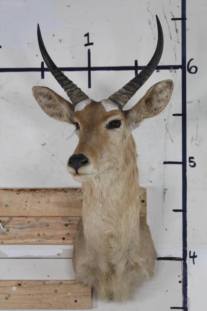 Reedbuck Shoulder Mount Auction