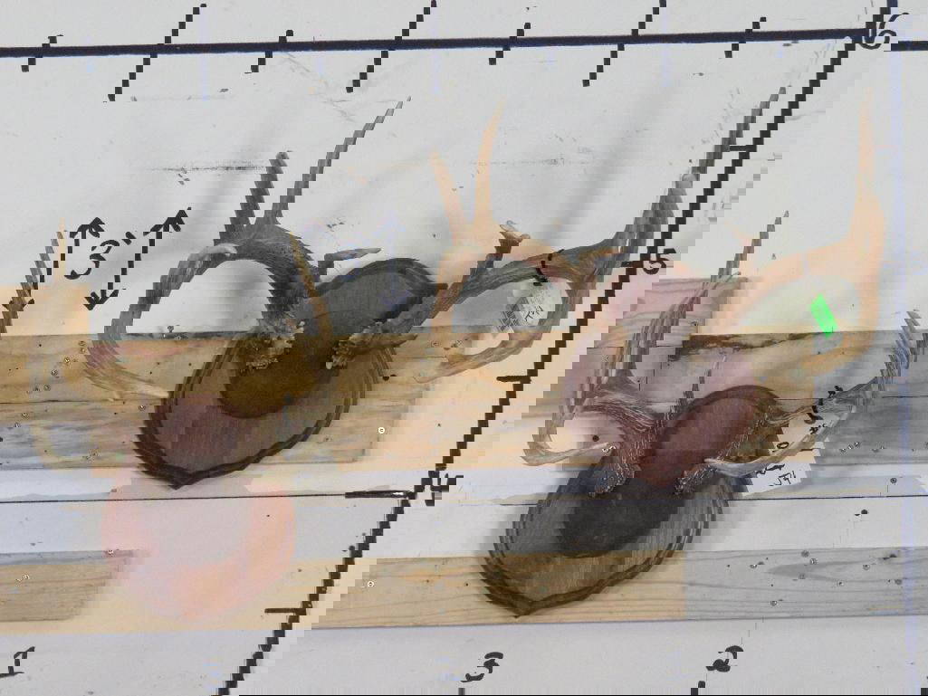 2 Whitetail Deer Racks On Matching Wood Plaques. 15-point And 10-point ...