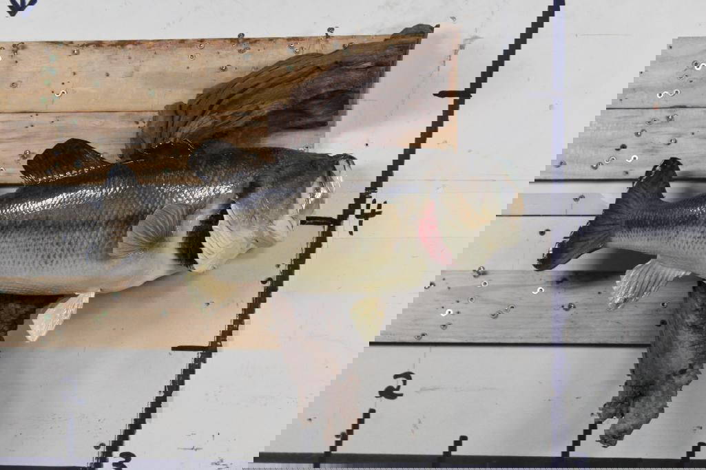 Nice Real Skin Large Mouth Bass On Wood Branch Or Stump Auction