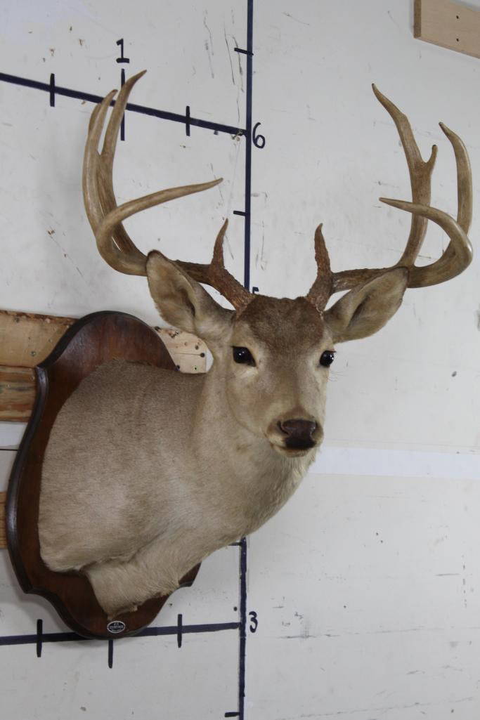 10-point Mule Deer Shoulder Mount On Wooden Plaque Auction