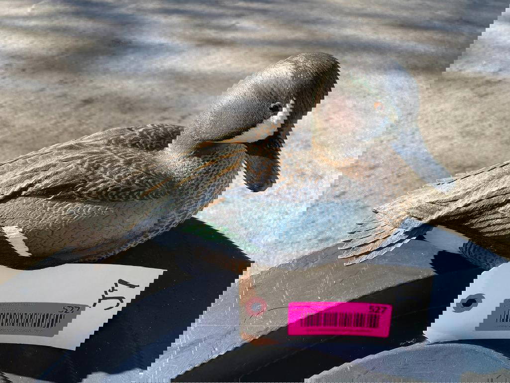 Beautiful Blue Wing Teal, Duck Decoy Sculpture By Master Carver Sam Nottleman. #1309/2900 Auction