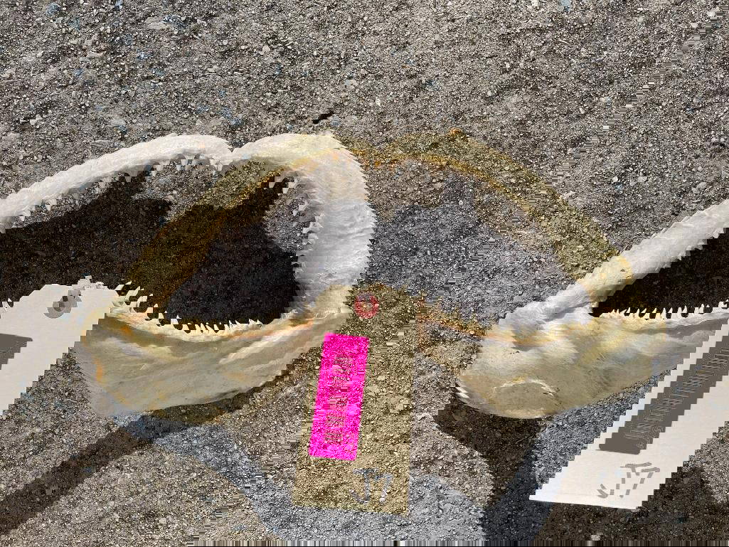 Big, Set Of Shark Jaws. Rows Of Razor Sharp Teeth Auction