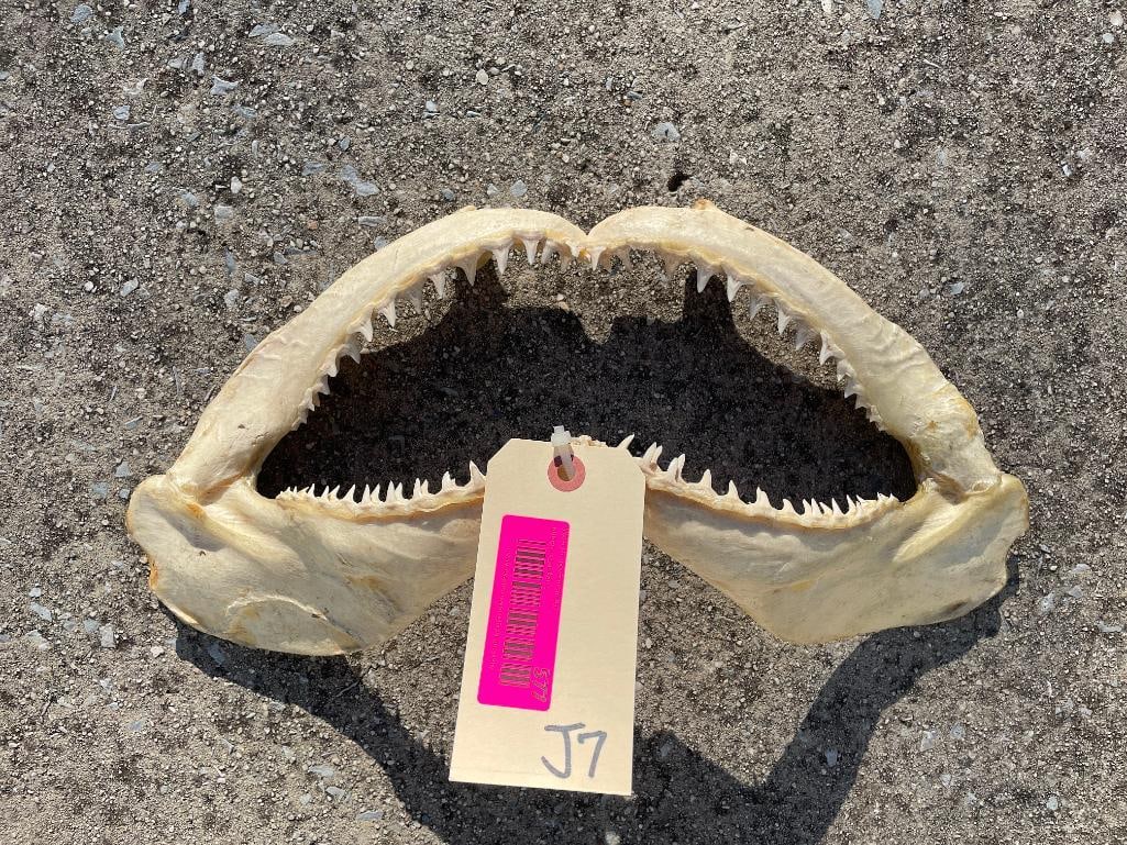 Big, Set Of Shark Jaws. Rows Of Razor Sharp Teeth Auction