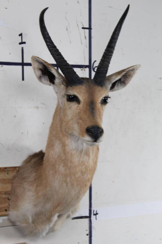 Common Reedbuck Shoulder Mount Auction